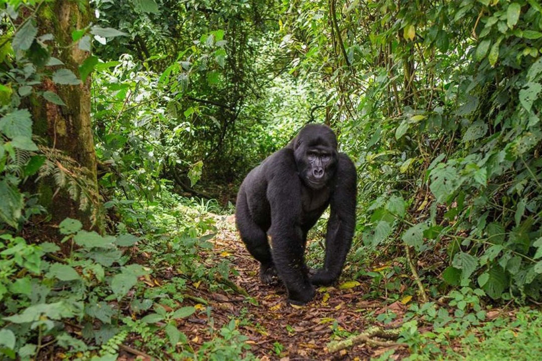 Rwanda, Kenya, Tanzania Tour - Sereti Wilderness Safaris | Tanzania Safari